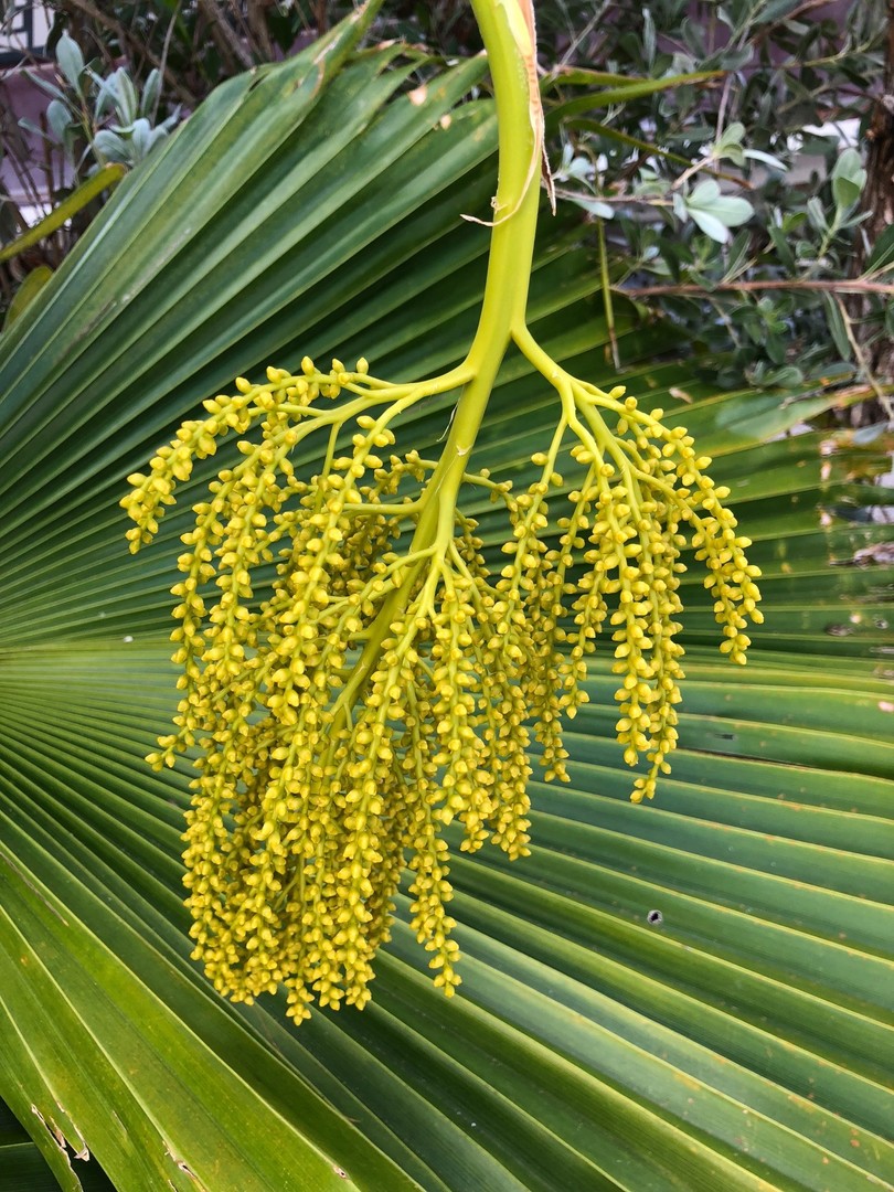Various Inflorescence In The Garden - DISCUSSING PALM TREES WORLDWIDE ...