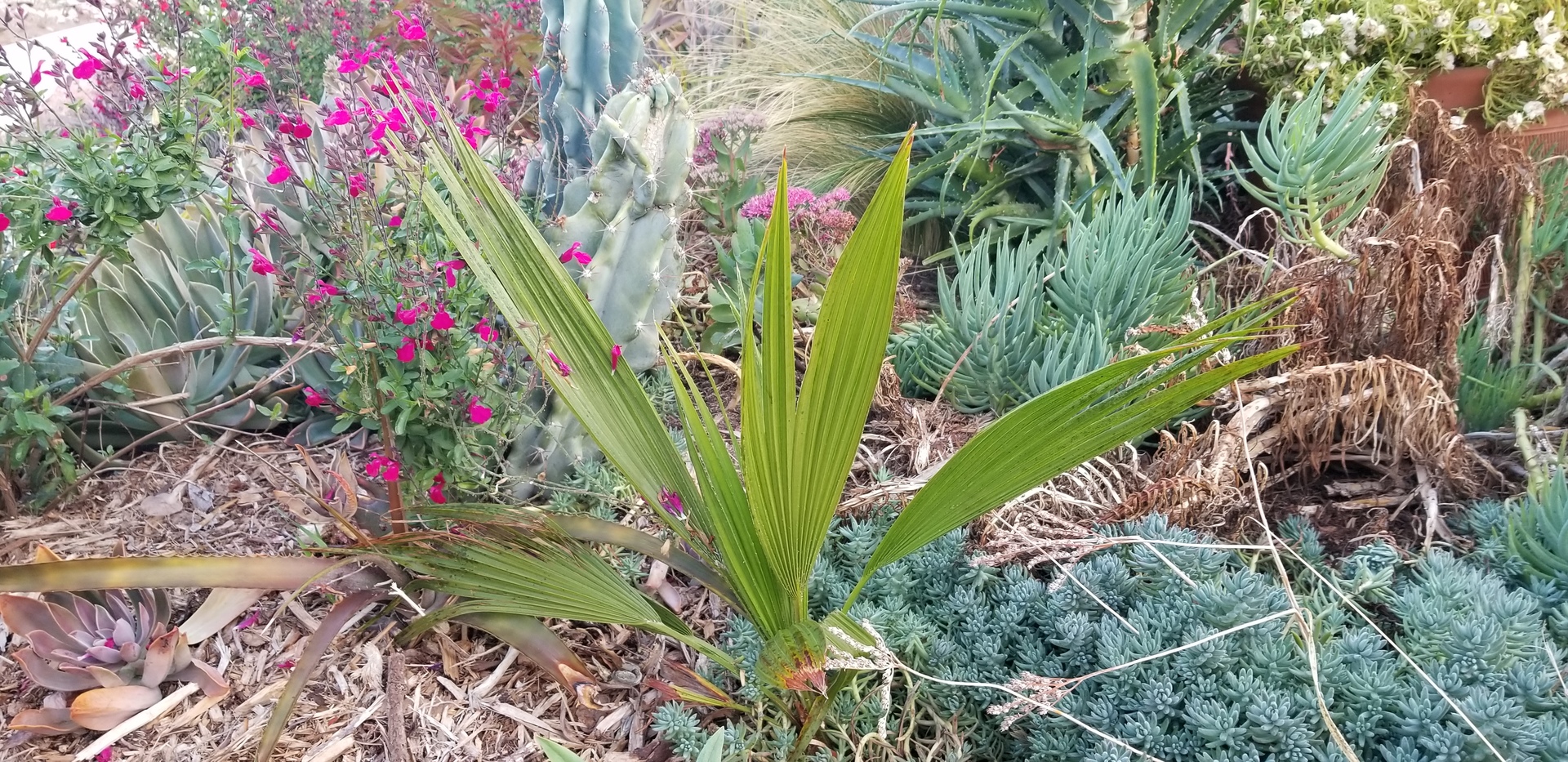 Brahea pimo - more tender than I thought - DISCUSSING PALM TREES ...