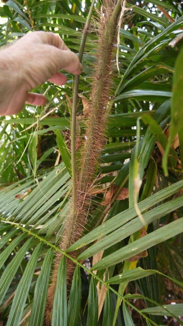 Calamus Australis seeds - For Sale - PalmTalk