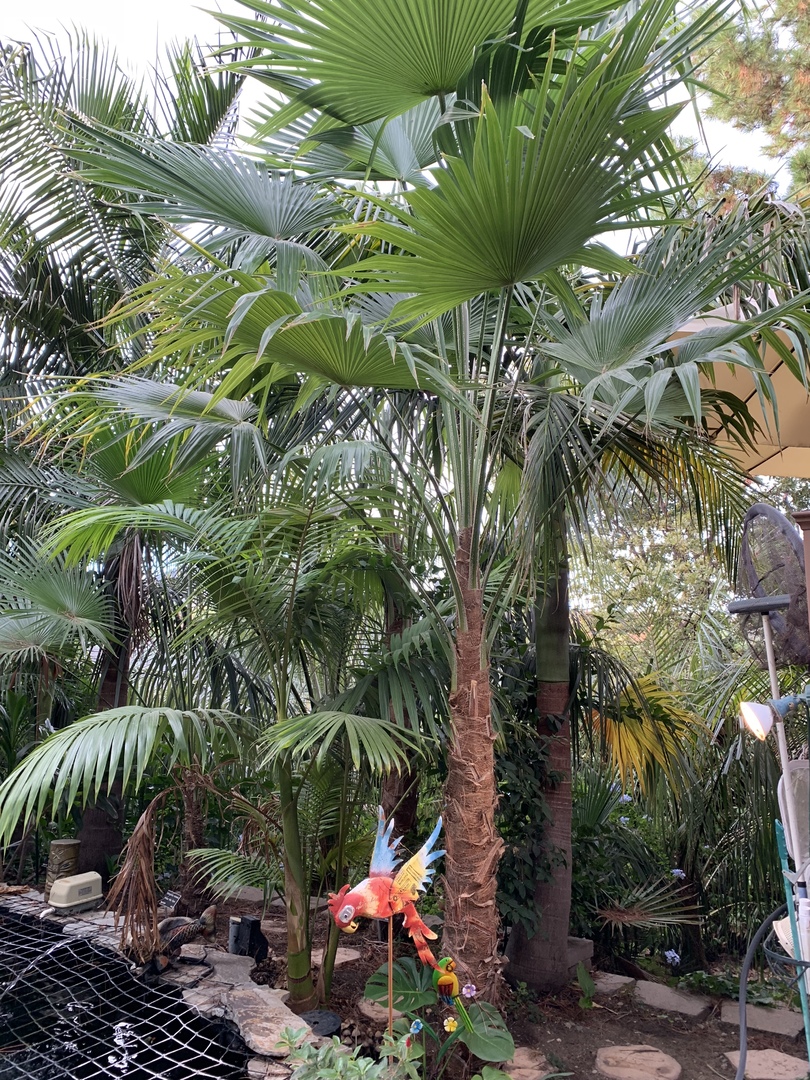 Trachycarpus Princeps and Martianus - DISCUSSING PALM TREES WORLDWIDE ...