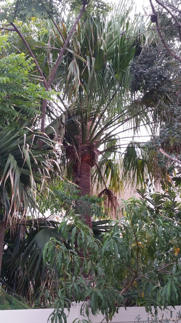 Livistona nitida as a Washingtonia robusta replacement - DISCUSSING ...