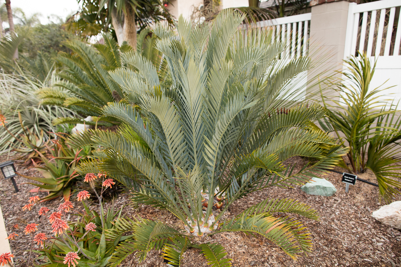Cycas thouarsii x cupida - Page 2 - TROPICAL LOOKING PLANTS - Other ...