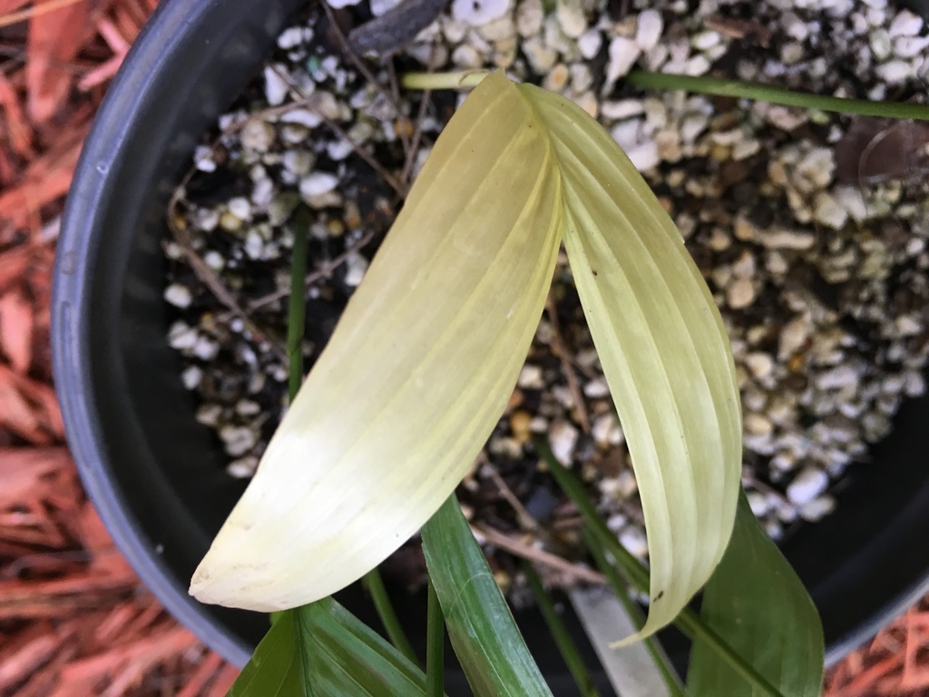 Chamaedorea klotzschiana albino seedling - DISCUSSING PALM TREES ...