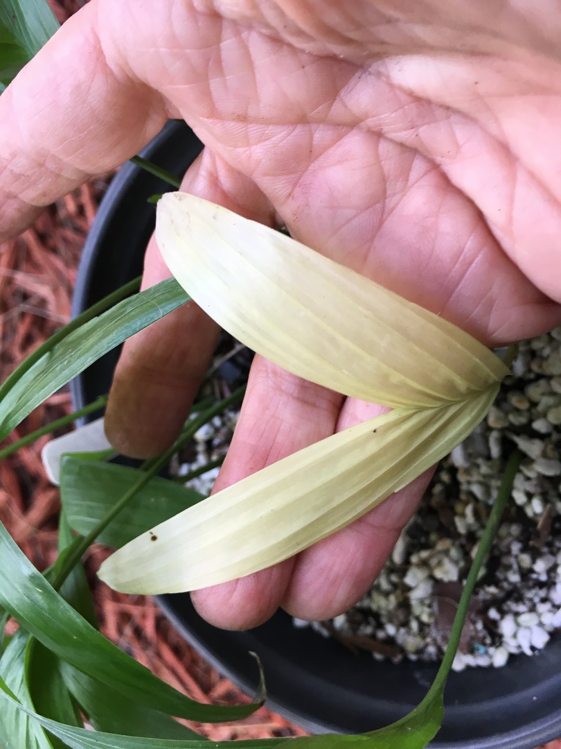 Chamaedorea klotzschiana albino seedling - DISCUSSING PALM TREES ...