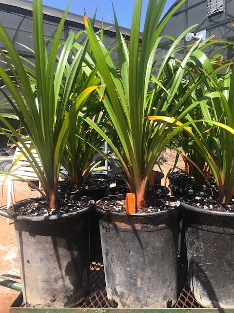 Pandanus utilis 'red margin form' - For Sale - PalmTalk