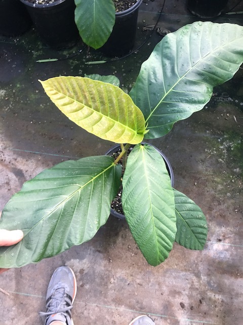 Ficus "lowland" dammaropsis - For Sale - PalmTalk