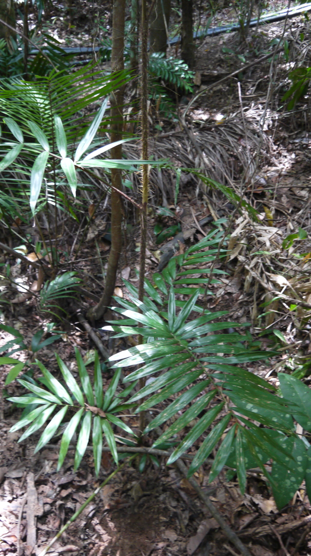 Calamus Australis very fresh seed x 100 - For Sale - PalmTalk