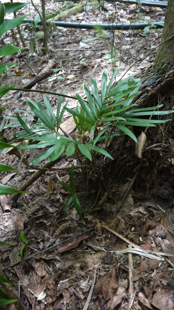 Calamus Australis very fresh seed x 100 - For Sale - PalmTalk