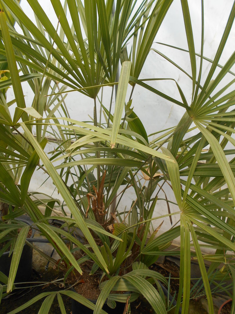 Rhapidophyllum hystrix - Needle Palm extra large 5 gallon $65.00 - For ...