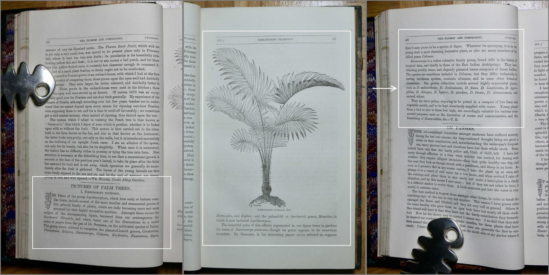 Daemonorops jenkinsiana- a spiny, climbing Rattan Palm - DISCUSSING ...