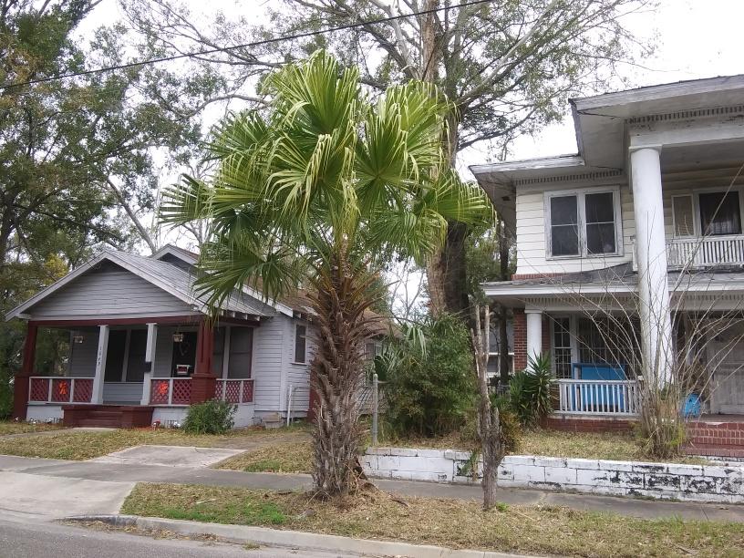 Livistona nitida as a Washingtonia robusta replacement - DISCUSSING ...