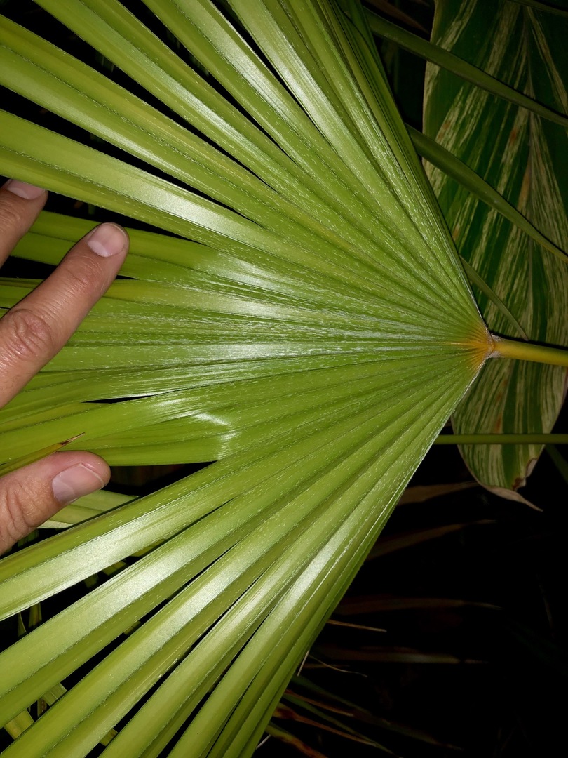 fan palm ID SD Botanical Gardens - DISCUSSING PALM TREES WORLDWIDE ...