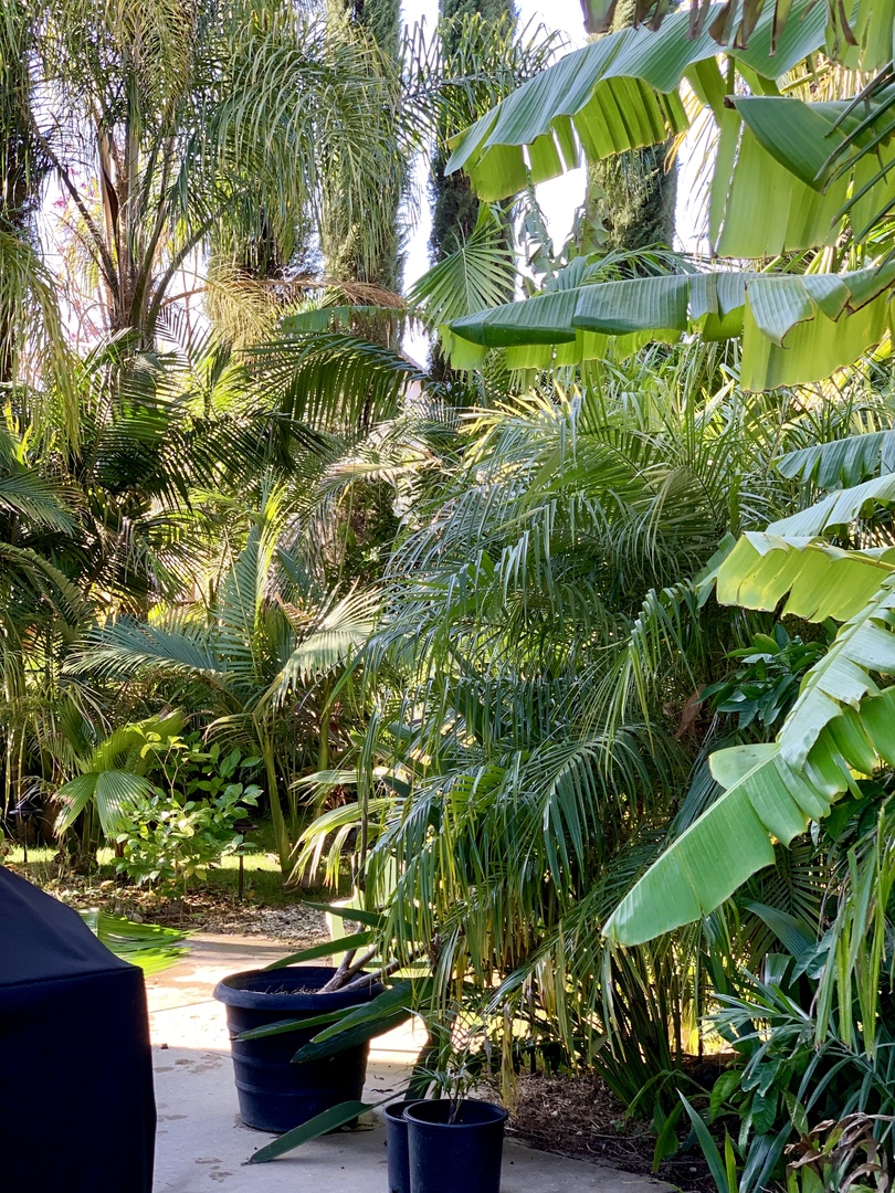 A few of my palms from today - DISCUSSING PALM TREES WORLDWIDE - PalmTalk