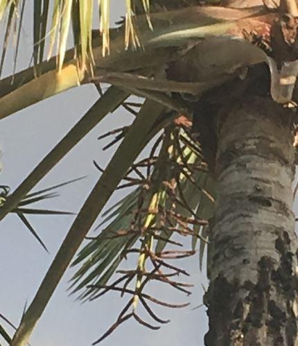 trouble ID'ing this palm - DISCUSSING PALM TREES WORLDWIDE - PalmTalk