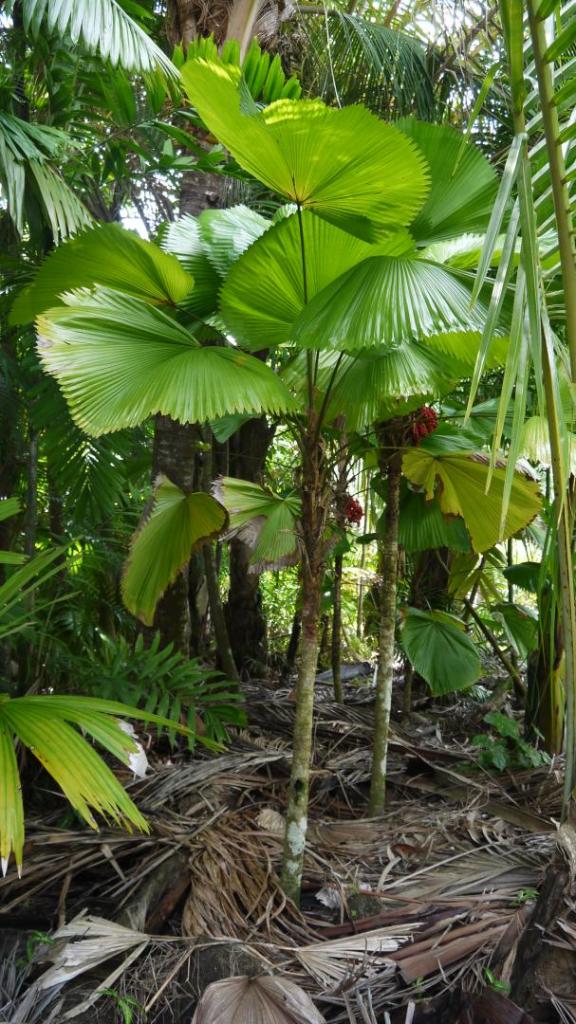 Licuala Grandis seeds fresh picked Jan 17 2019 - For Sale - PalmTalk