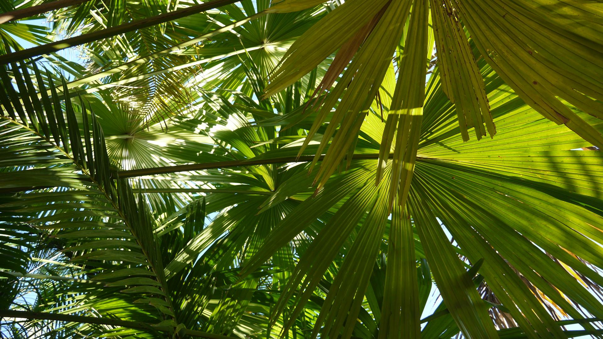 Livistona saribus seed - For Sale - PalmTalk