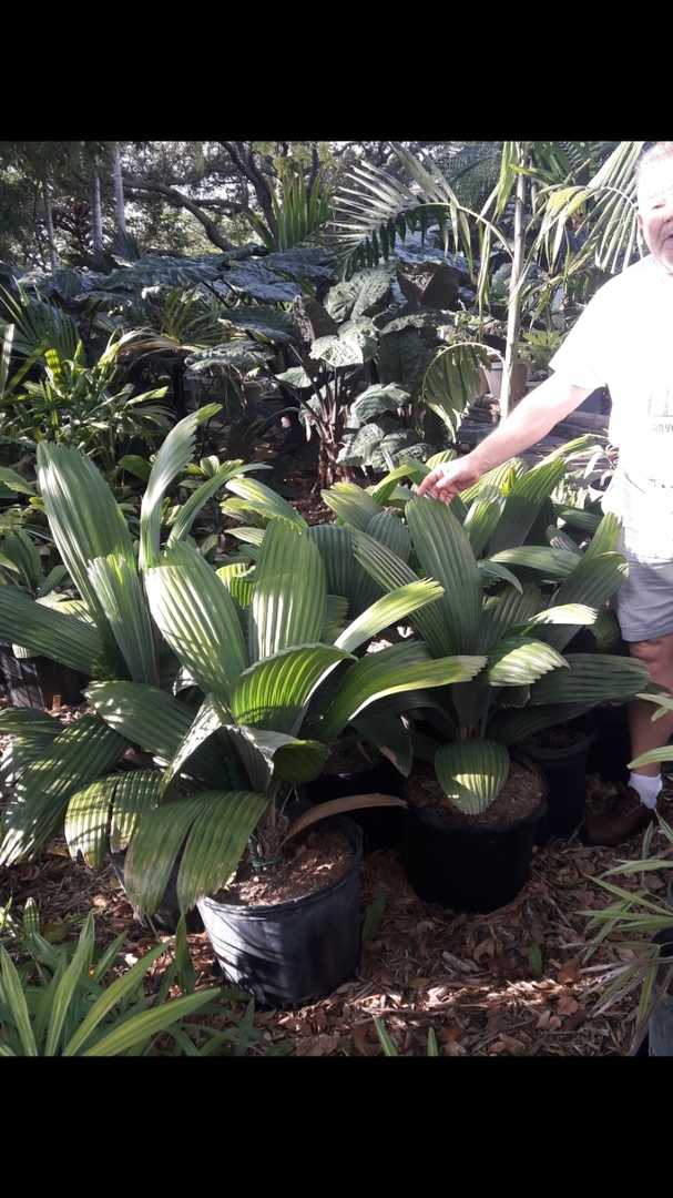 Sabinaria magnifica - DISCUSSING PALM TREES WORLDWIDE - PalmTalk