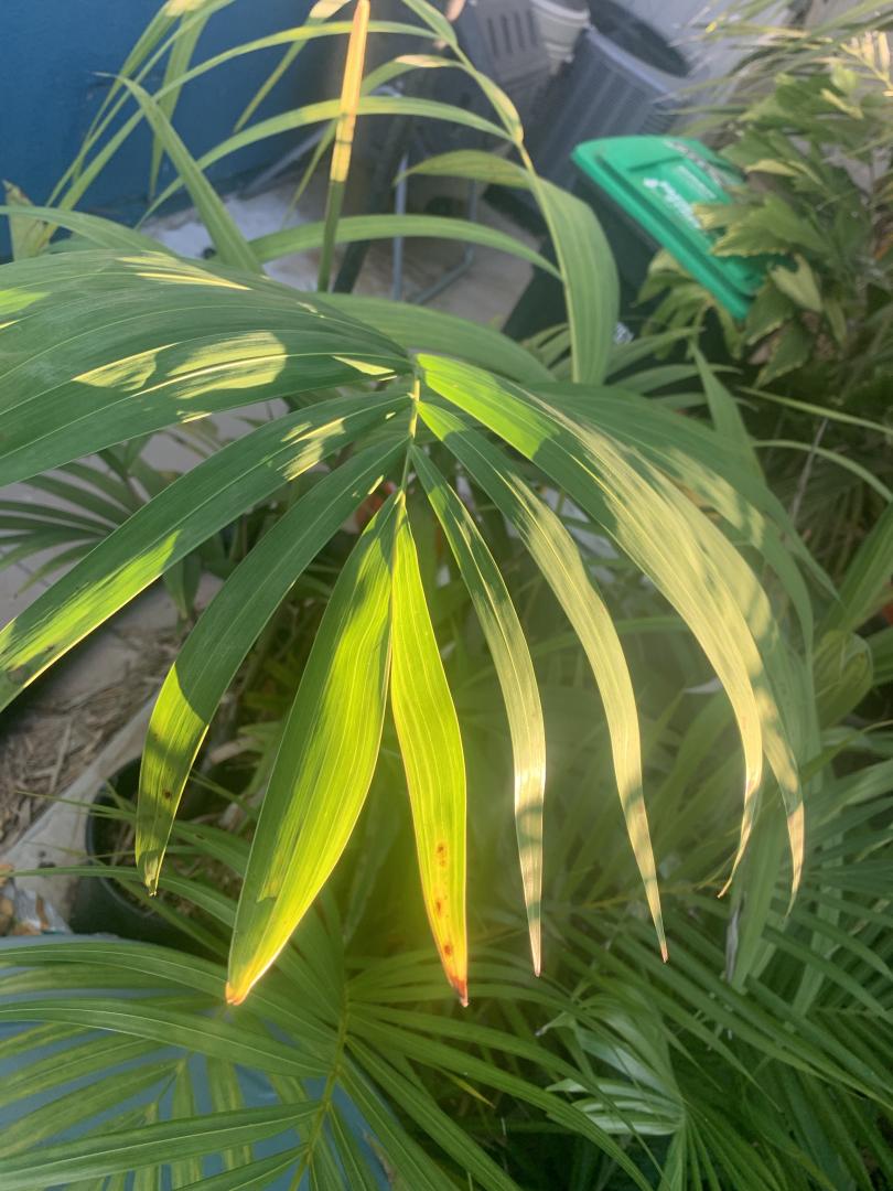 Dypsis sp. Mayotte from Floribunda - 2 different plants to compare ...