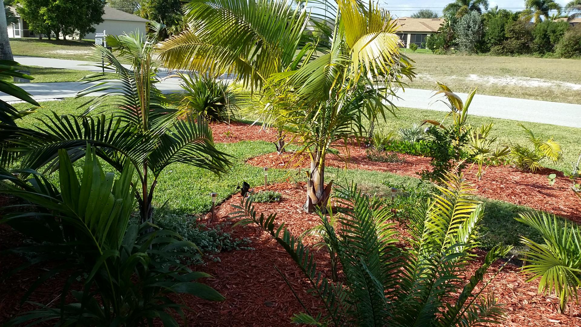 New garden after 10 months in Cape Coral - DISCUSSING PALM TREES ...