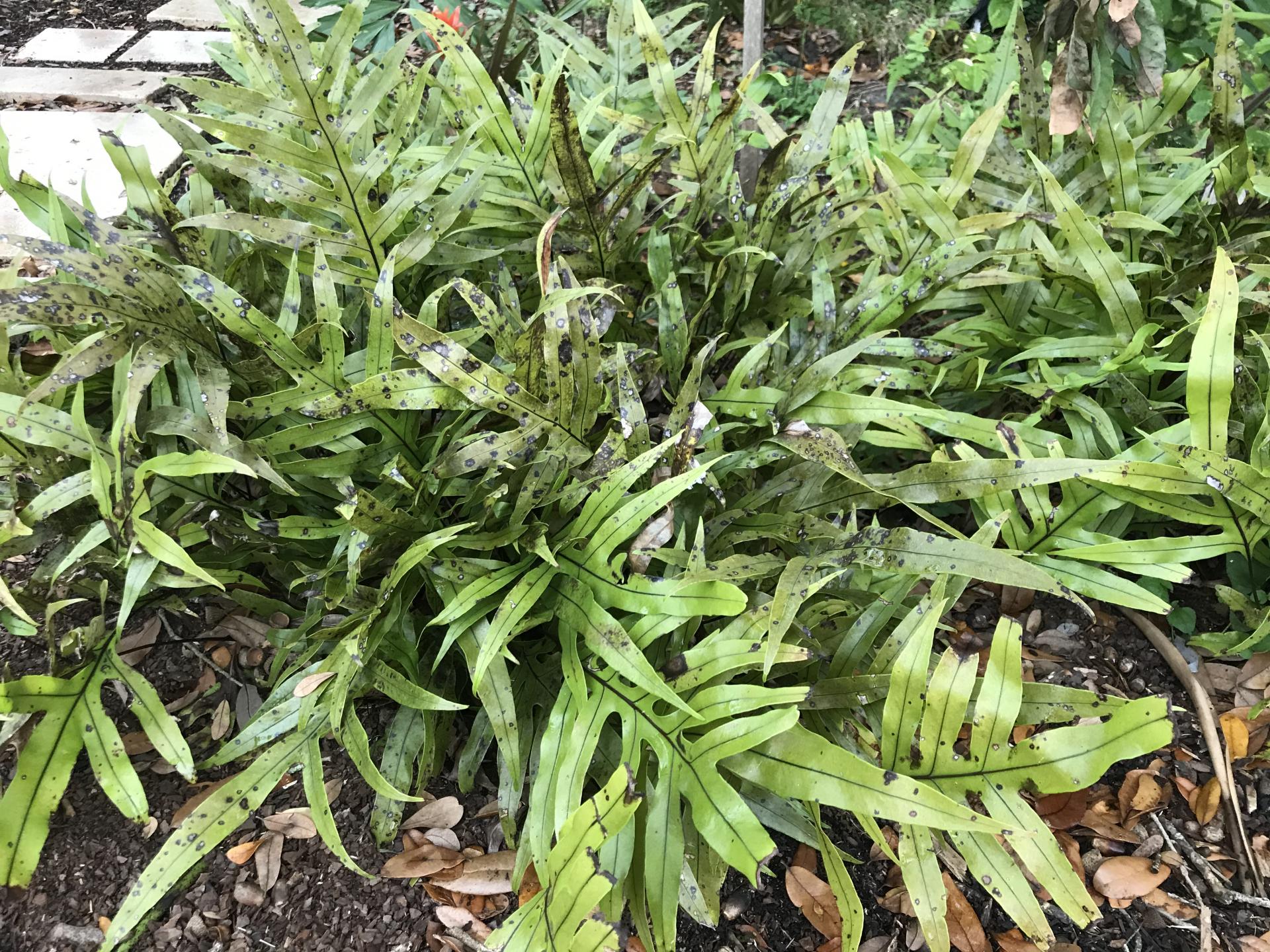 Watt ferns are sick - TROPICAL LOOKING PLANTS - Other Than Palms - PalmTalk