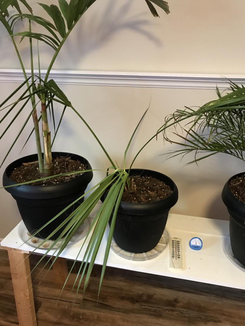Sabal newly emerging frond question - PALMS IN POTS - PalmTalk