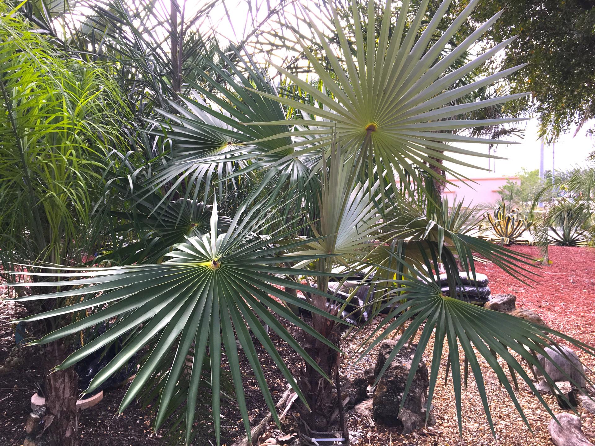 Coccothrinax proctorii - one pot of 13-14 seedlings - For Sale - PalmTalk