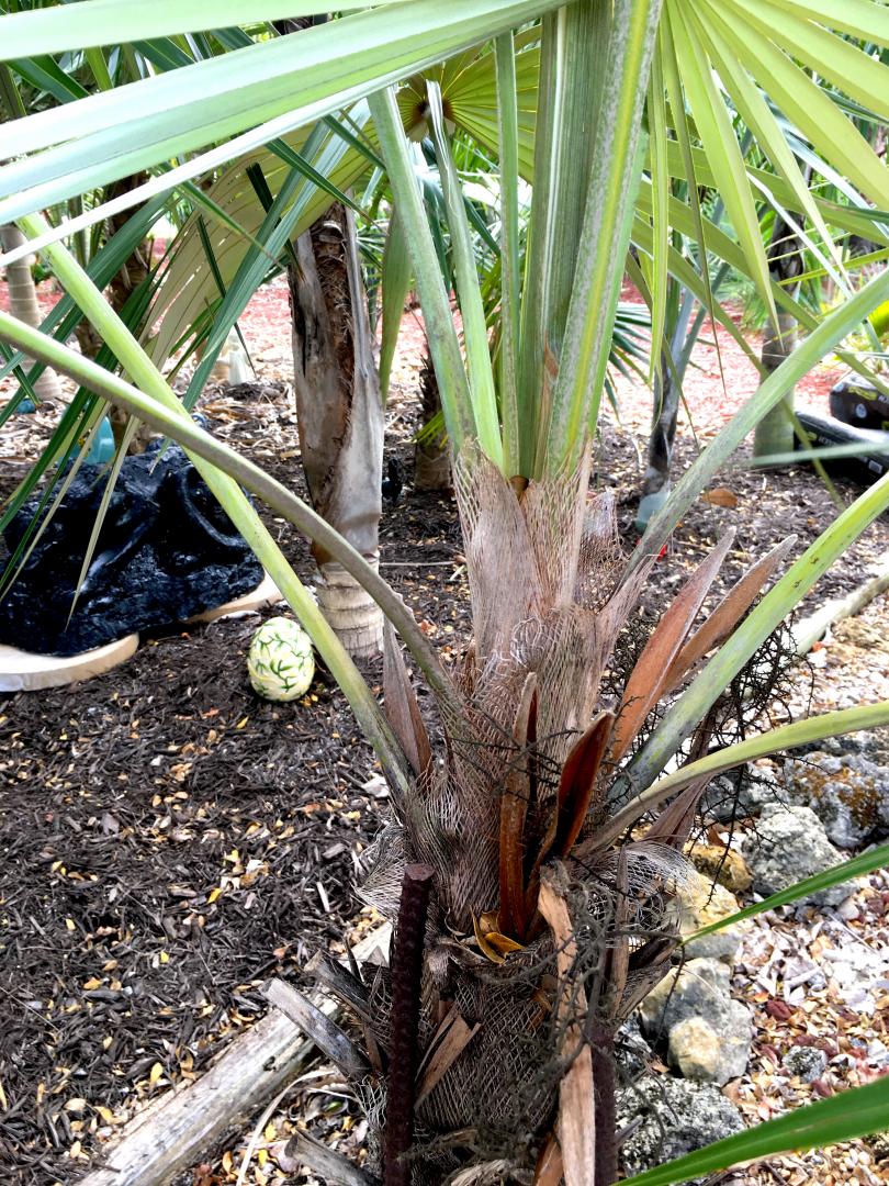 Coccothrinax proctorii - one pot of 13-14 seedlings - For Sale - PalmTalk