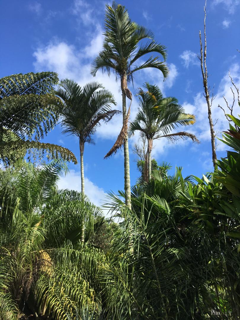 Dypsis sp. Mayotte from Floribunda - 2 different plants to compare ...