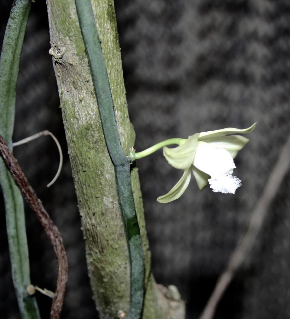 VANILLA TAHITENSIS & Other Exotic Orchids - TROPICAL LOOKING PLANTS ...