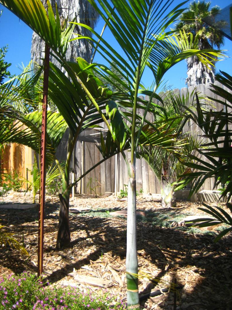 Dypsis sp. Mayotte from Floribunda - 2 different plants to compare ...