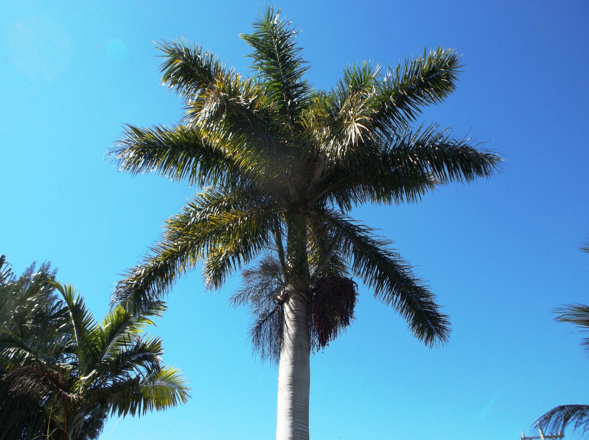 Roystonea regia, Royal Palm Seedlings - For Sale - PalmTalk