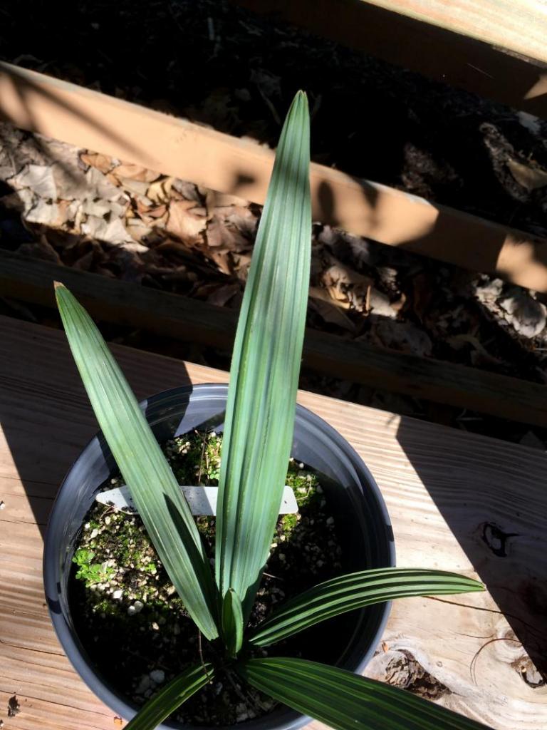 Sabal minor Giant (1) & Sabal miamiensis (1) Seedlings - For Sale ... Sabal minor Giant (1) & Sabal miamiensis (1) Seedlings - For Sale ...