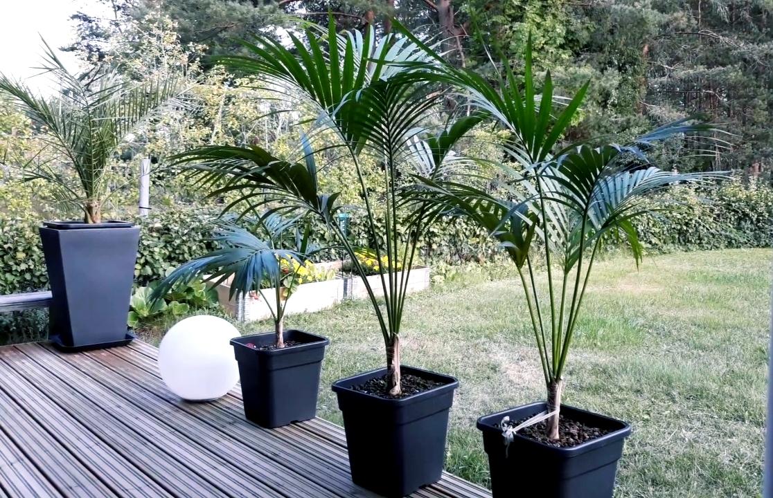 Howea forsteriana trunking? - PALMS IN POTS - PalmTalk