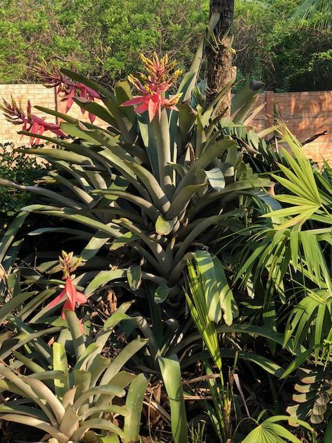 Bromeliad Trunking - TROPICAL LOOKING PLANTS - Other Than Palms - PalmTalk