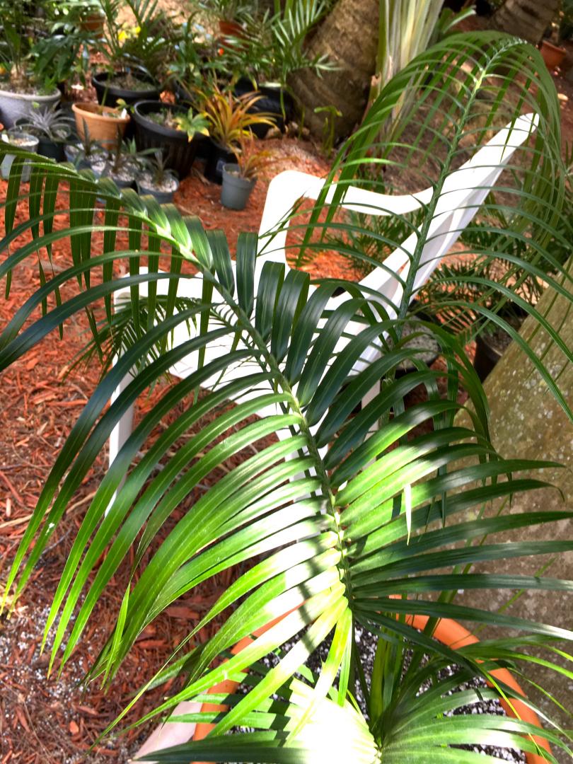 Ravenea julietiae Growth Spurt - DISCUSSING PALM TREES WORLDWIDE - PalmTalk