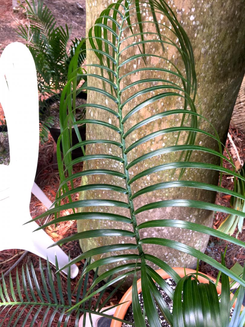 Ravenea julietiae Growth Spurt - DISCUSSING PALM TREES WORLDWIDE - PalmTalk