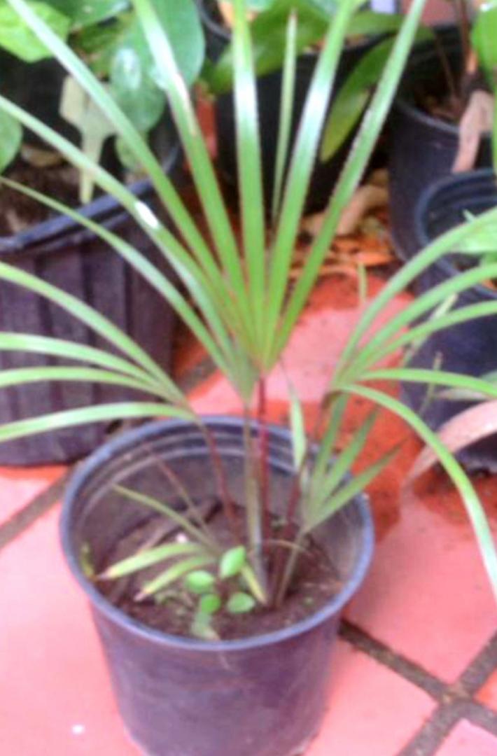 Red Latan Palm? - DISCUSSING PALM TREES WORLDWIDE - PalmTalk