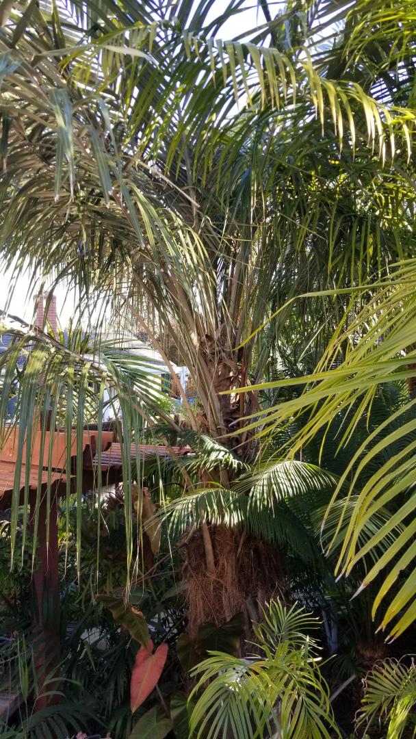 Parajubaea sunkha - DISCUSSING PALM TREES WORLDWIDE - PalmTalk