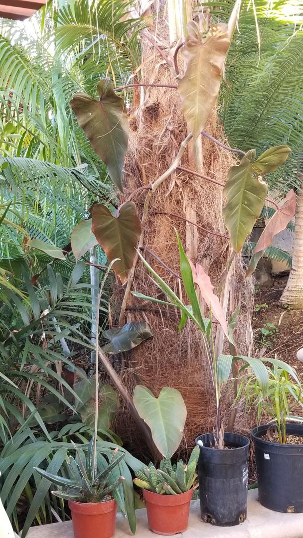 Parajubaea sunkha - DISCUSSING PALM TREES WORLDWIDE - PalmTalk