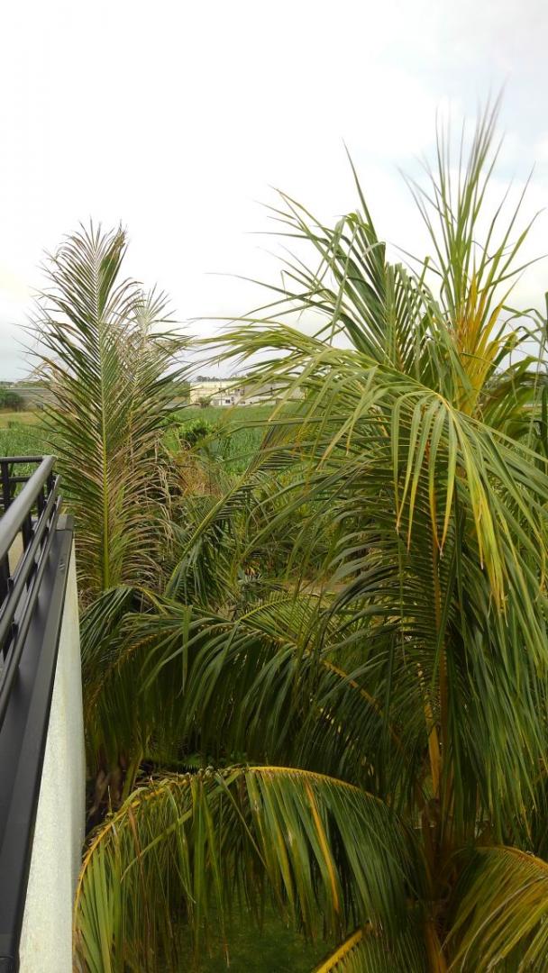 Two Cocos nucifera in Leilani Estates, Hawaii - DISCUSSING PALM TREES ...