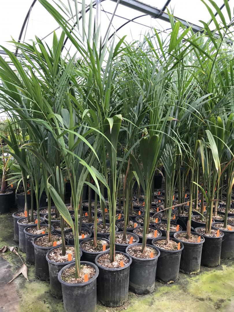 roystonea borinquena 7’ tall - For Sale - PalmTalk