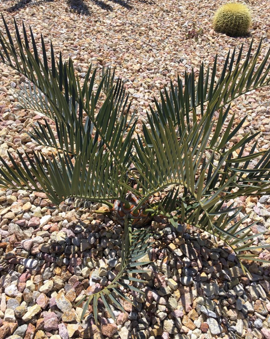 Hoping for a cycad id- beautiful caudex! - TROPICAL LOOKING PLANTS ...