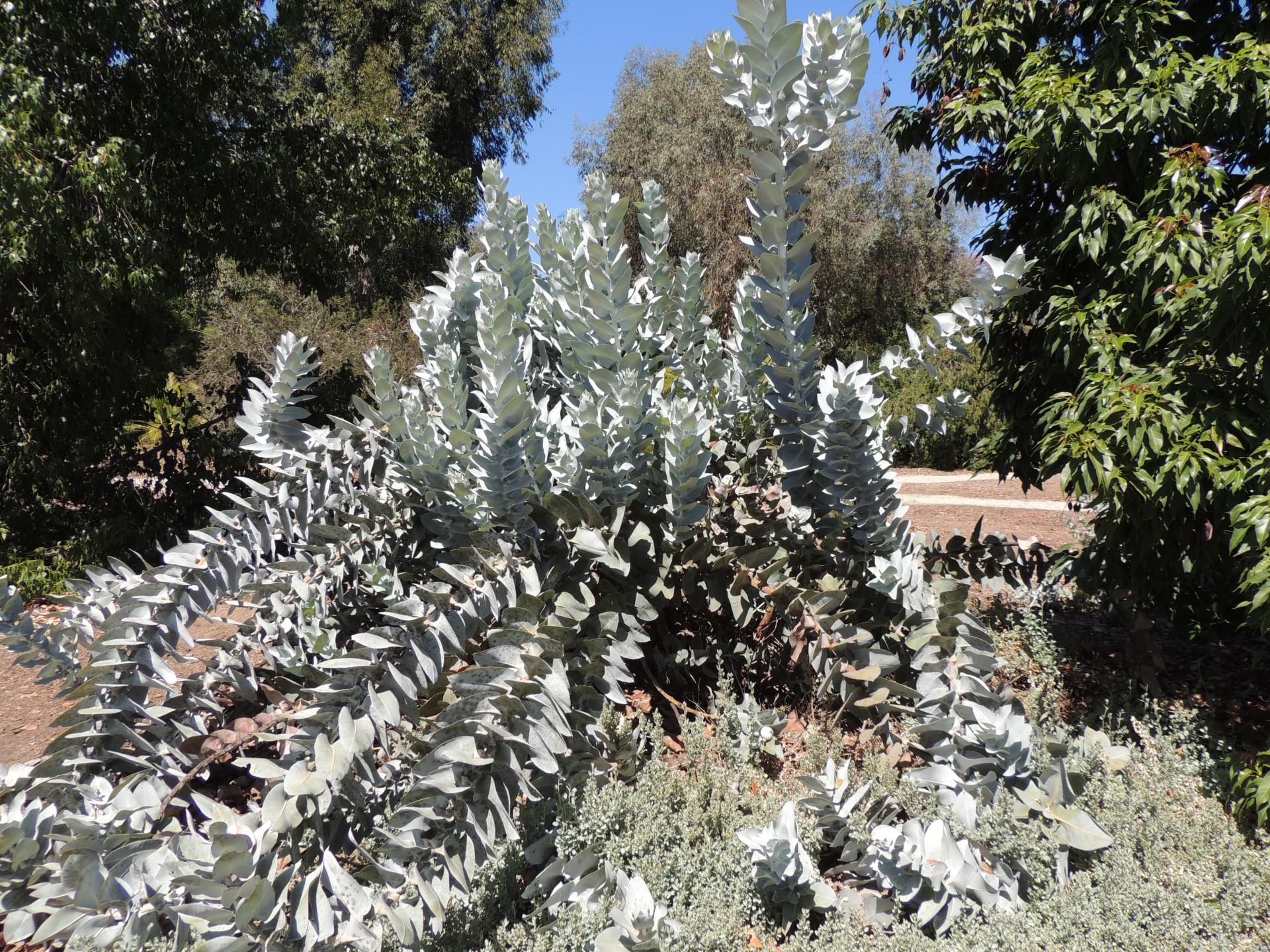 Eucalyptus macrocarpa - TROPICAL LOOKING PLANTS - Other Than Palms ...