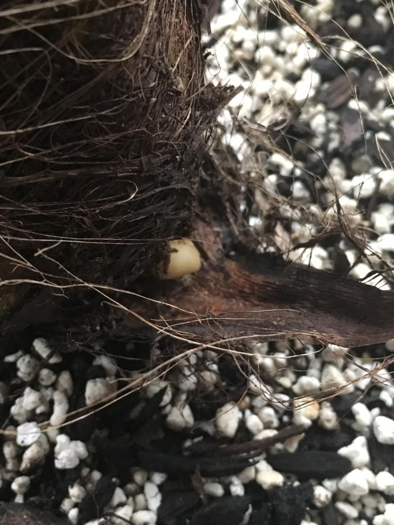 Trachycarpus Nova root question - COLD HARDY PALMS - PalmTalk