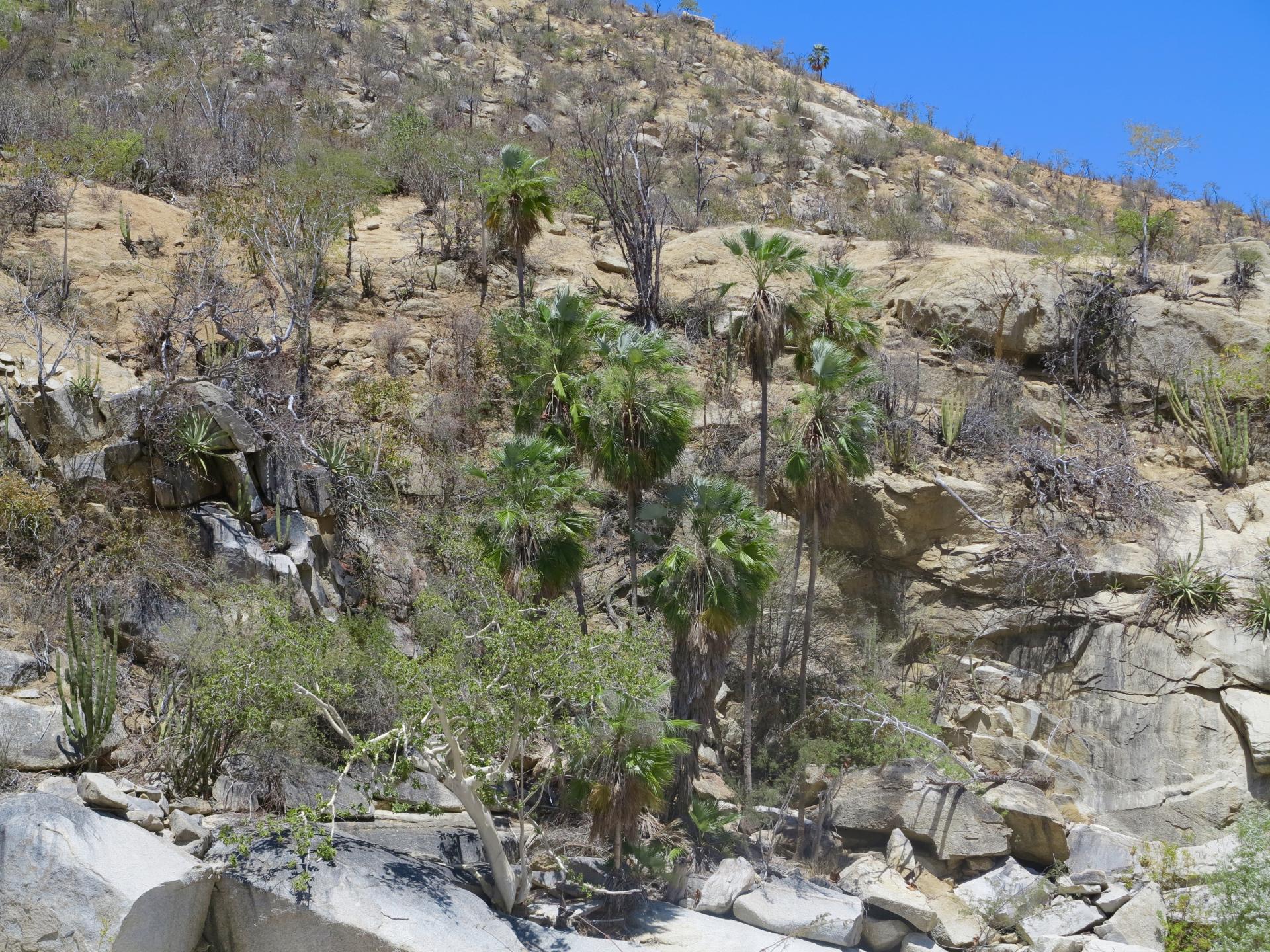 Brahea brandegeei in natural habitat! - DISCUSSING PALM TREES WORLDWIDE ...