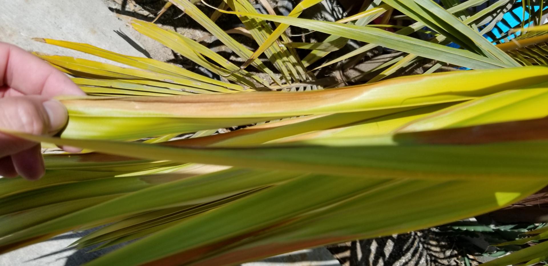 Need a bit of help with latest coco frond - DISCUSSING PALM TREES ...