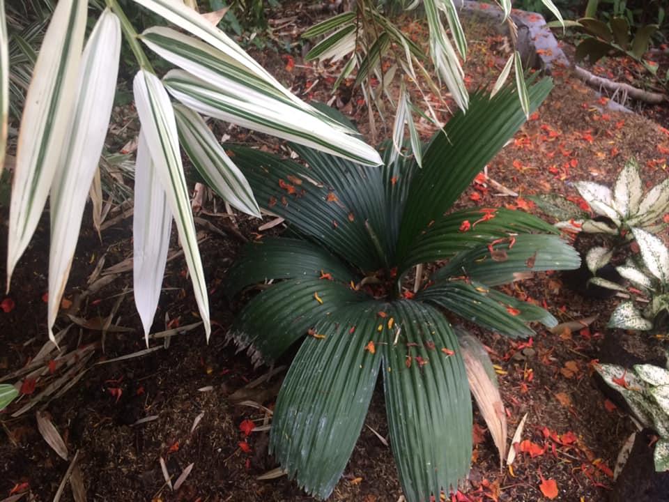 Sabinaria magnificas in the ground - DISCUSSING PALM TREES WORLDWIDE ...