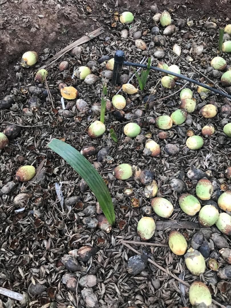 Fresh Syagrus coronata seed - For Sale - PalmTalk