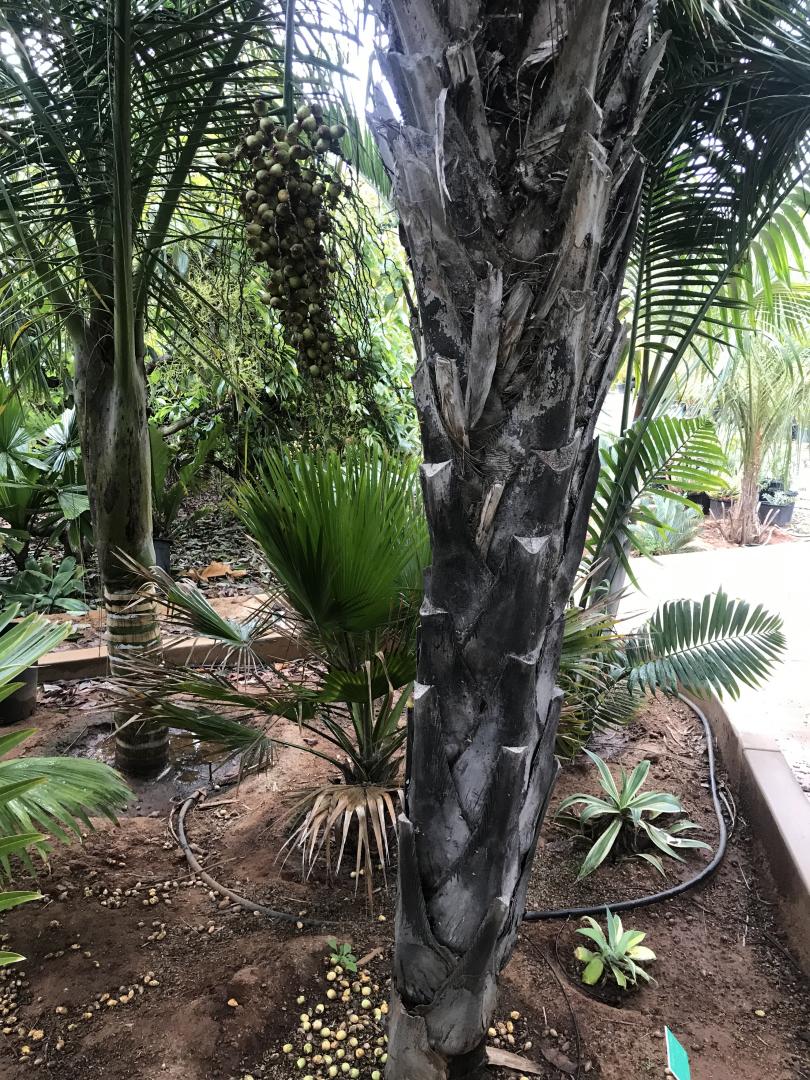 Fresh Syagrus coronata seed - For Sale - PalmTalk