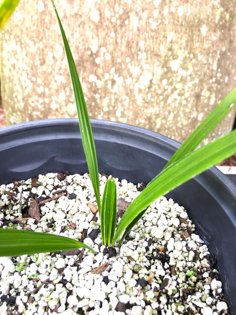 Coccothrinax 'Azul' - Two Strap Leaf Seedlings - For Sale - PalmTalk